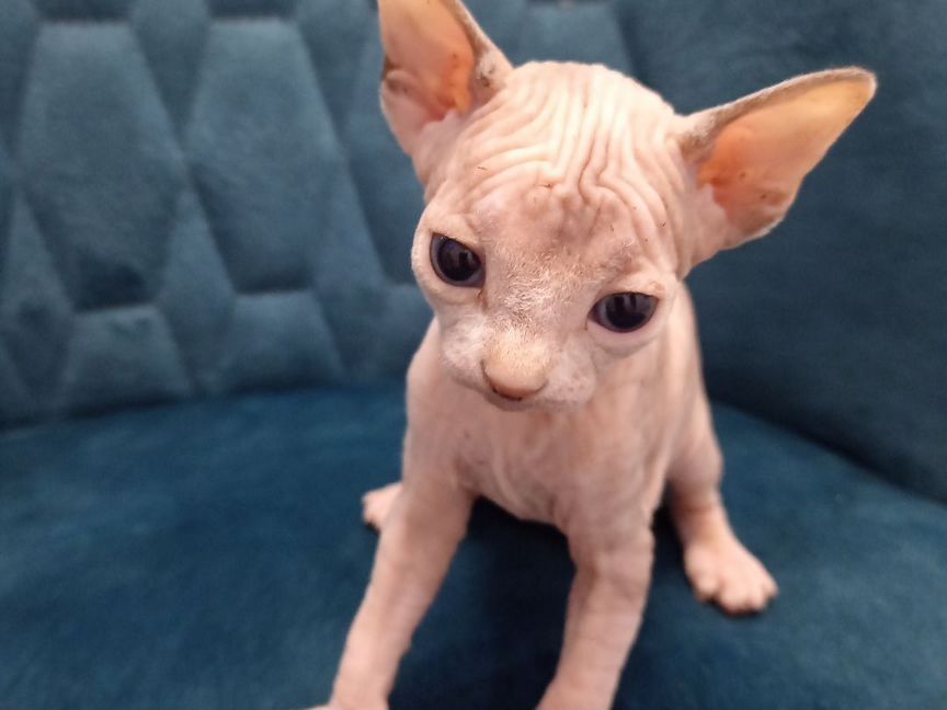 Канадский сфинкс котенок