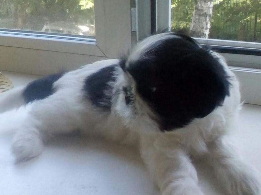 Девочка Жасмин,ши тцу