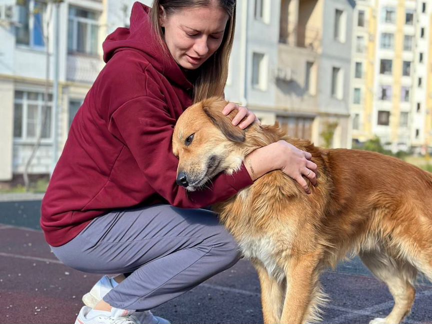 Голди ретривер метис в добрые руки