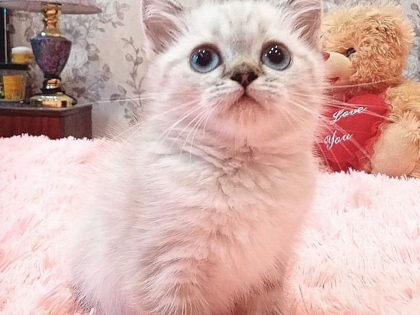 Шотландские котодетки колор-пойнт