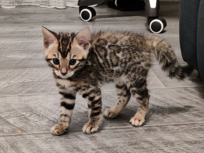 Котята бенгальской кошки