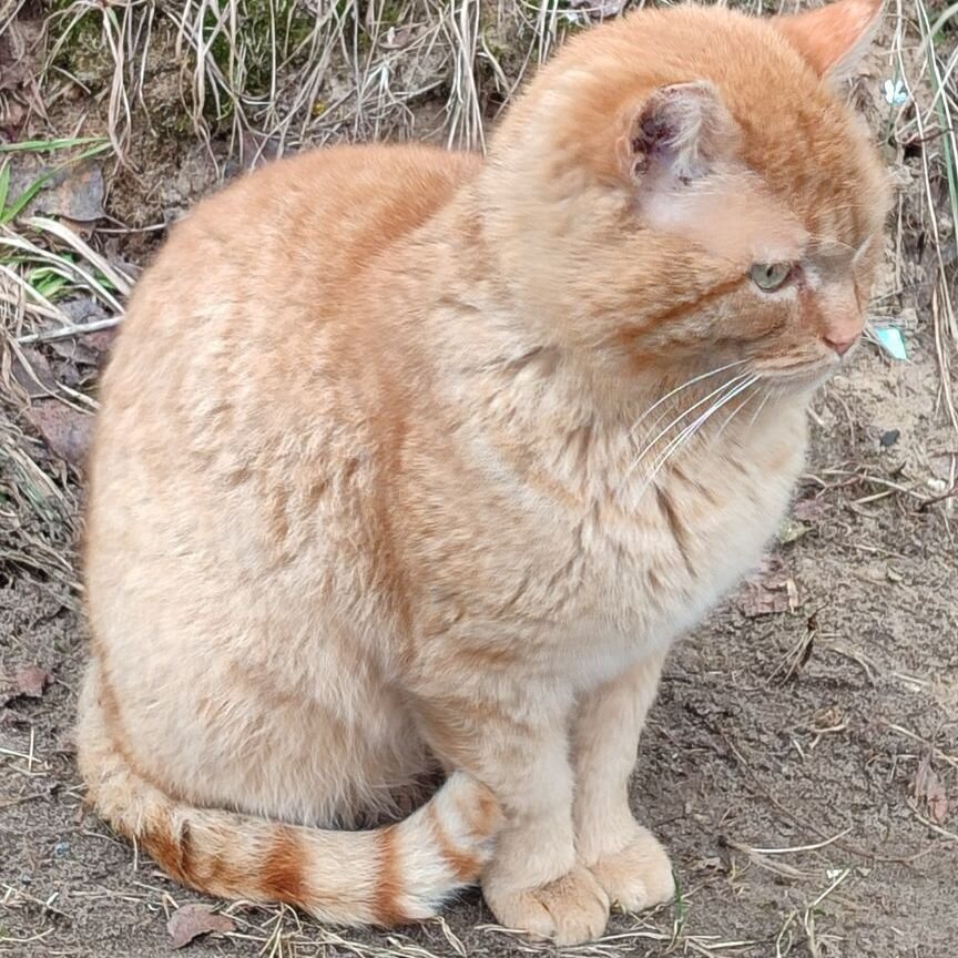 Кот-мышелов в дар