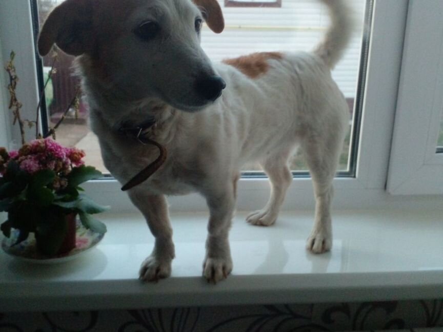 Найдена собачка в бершети 16 мая 2024 года