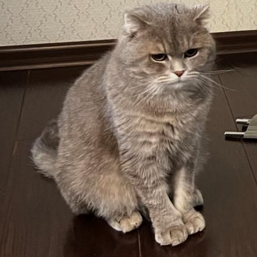 Взрослый кот в добрые руки