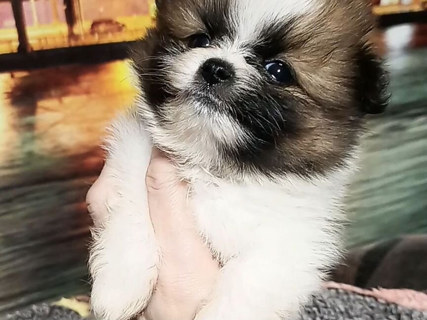 Померанский шпиц мини