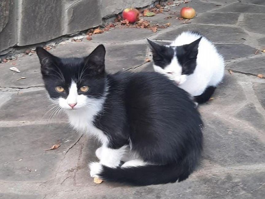 Кошки в добрые руки бесплатно