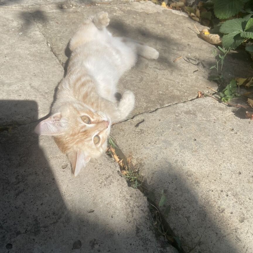 Отдам кота в добрые руки