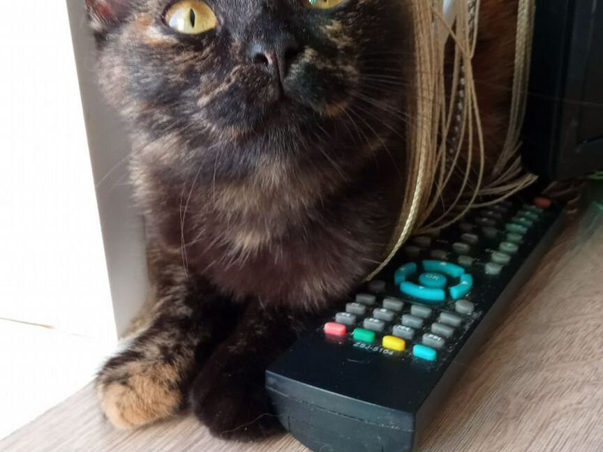 Кошка Ева