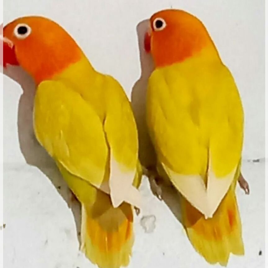 Попугай неразлучник золотой фишер