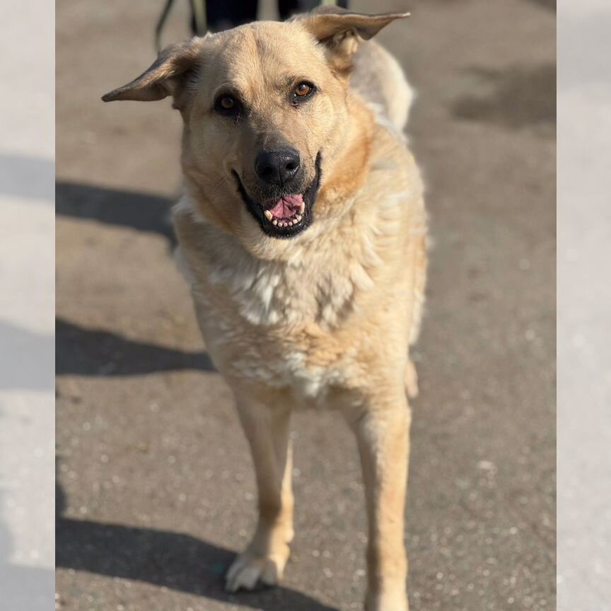 Взрослый пёс в добрые руки