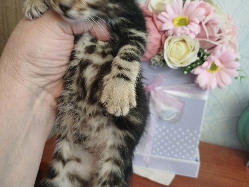 Прелестныечистопородные бенгалские котята разного