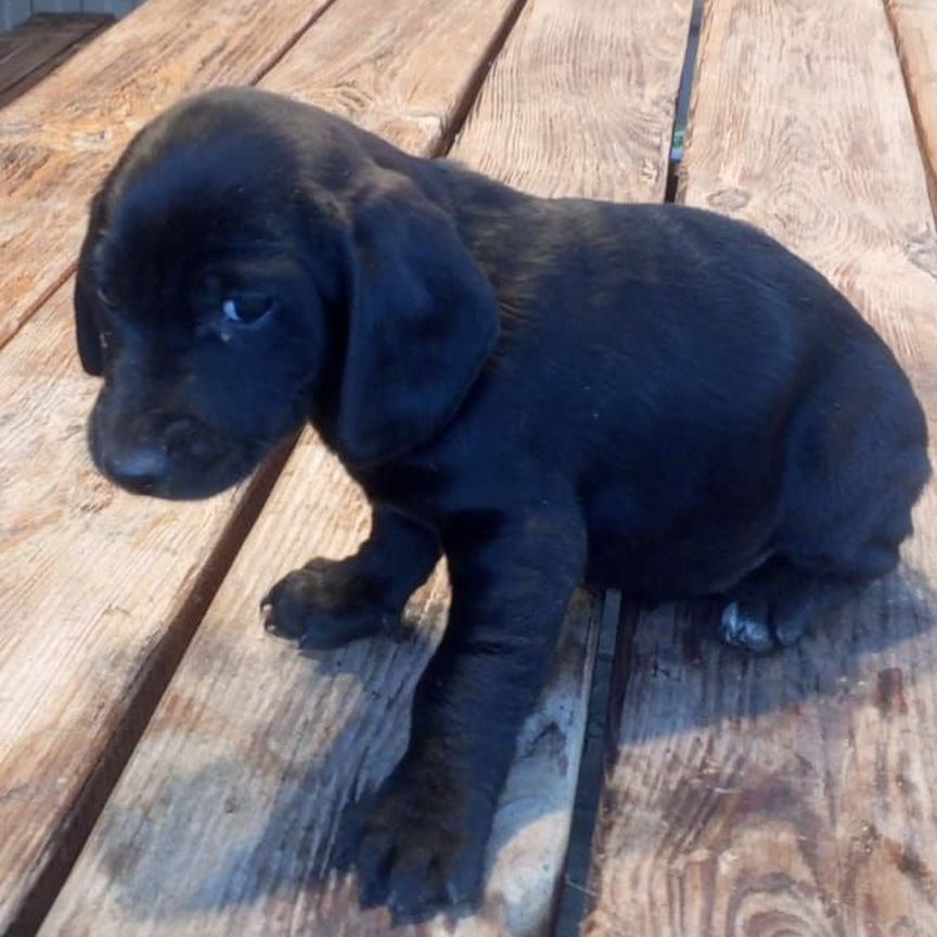 Такса, щенок