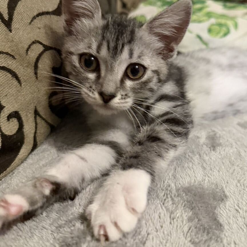 Котёнок в добрые руки