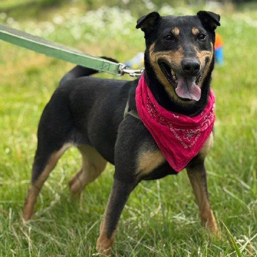 Взрослая собака в добрые руки