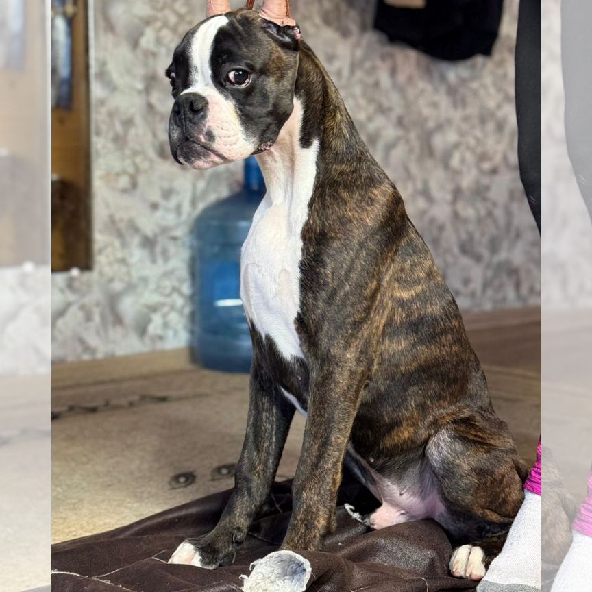 Щенок боксёра