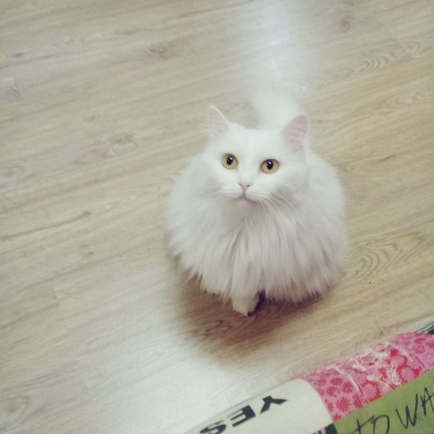 Кошка турецкая ангора