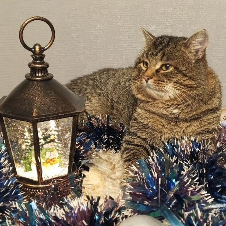 Взрослый кот в добрые руки