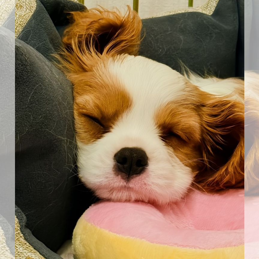 Кавалер кинг-чарльз-спаниель, щенок