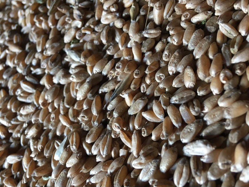 Гречиха,пшеница