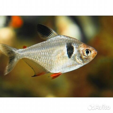 Орнатус чёрный