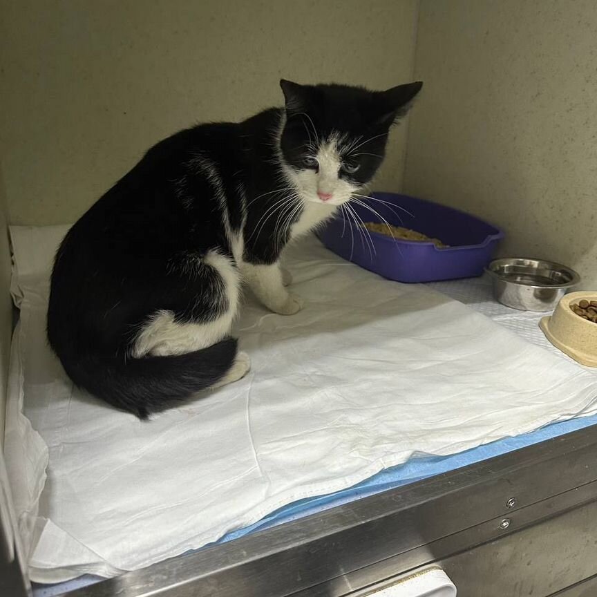 Ласковая Маша ищет дом