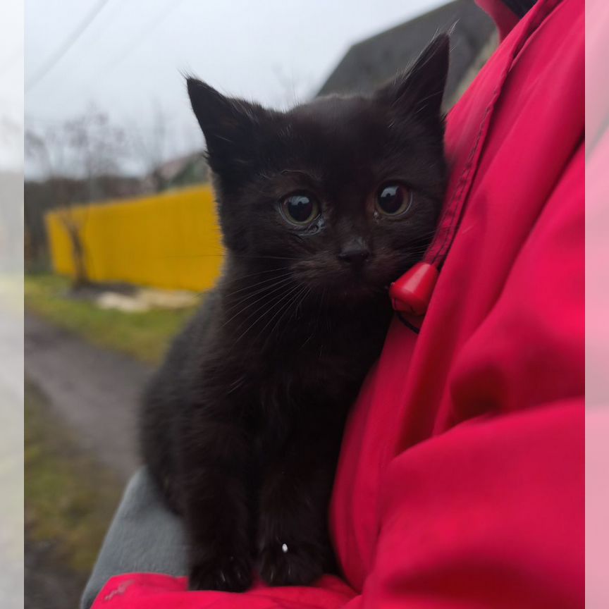 Котёнок в добрые руки