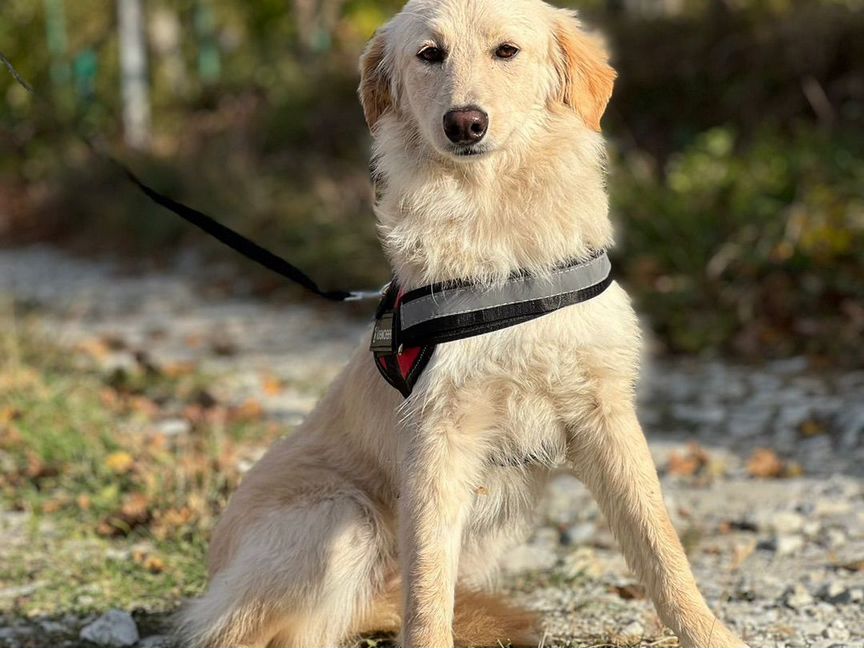 Девочка похожа на ретривер ищет дом