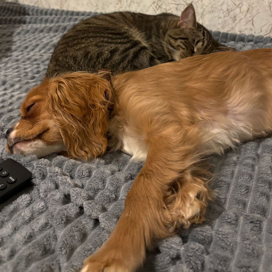 Американский кокер-спаниель, щенок