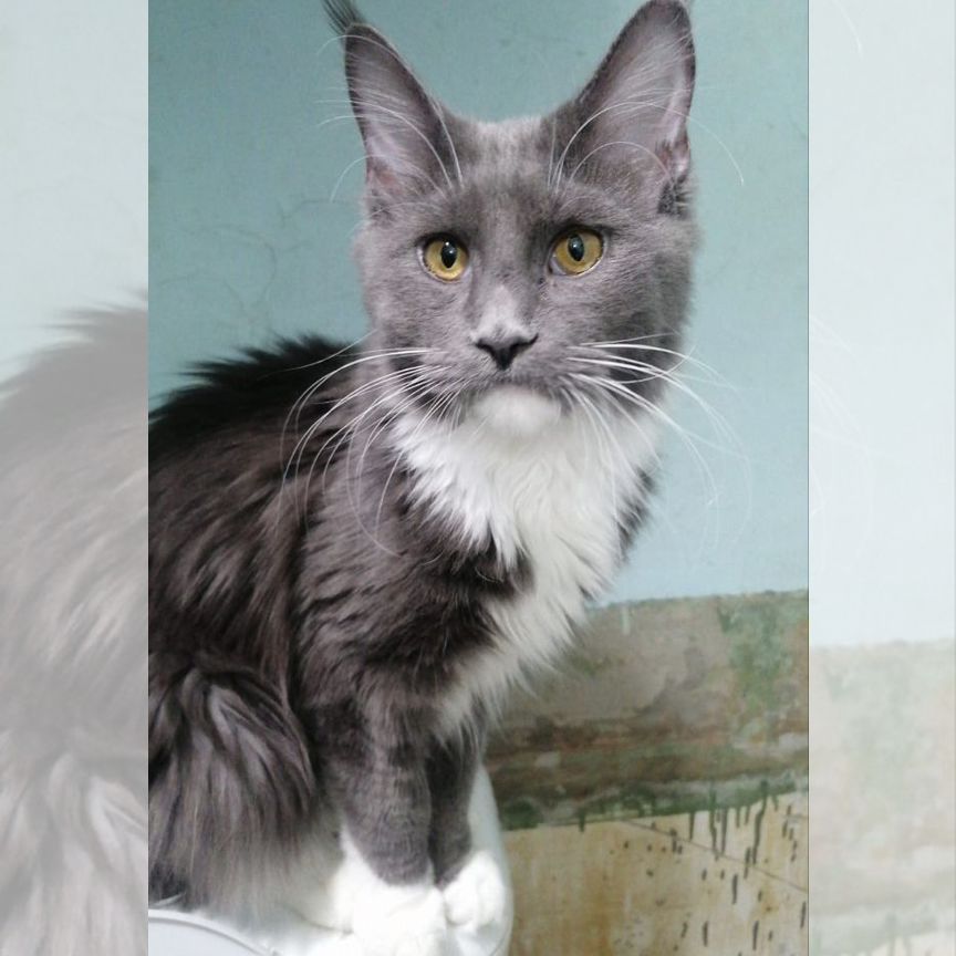 Продам мейн-кун