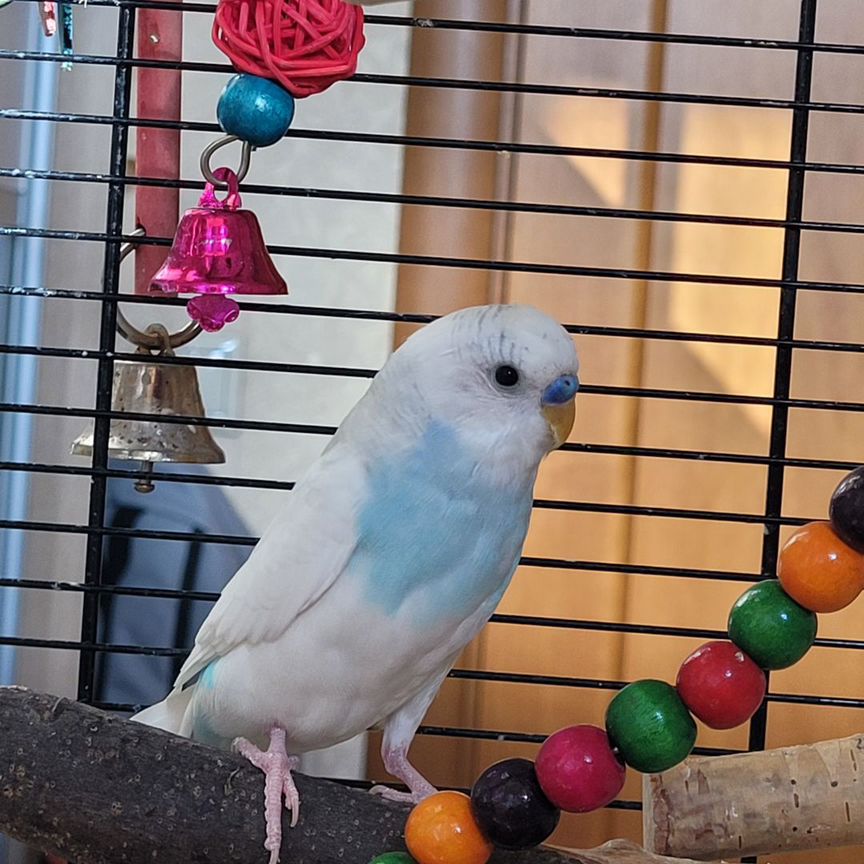 Волнистый попугай с клеткой
