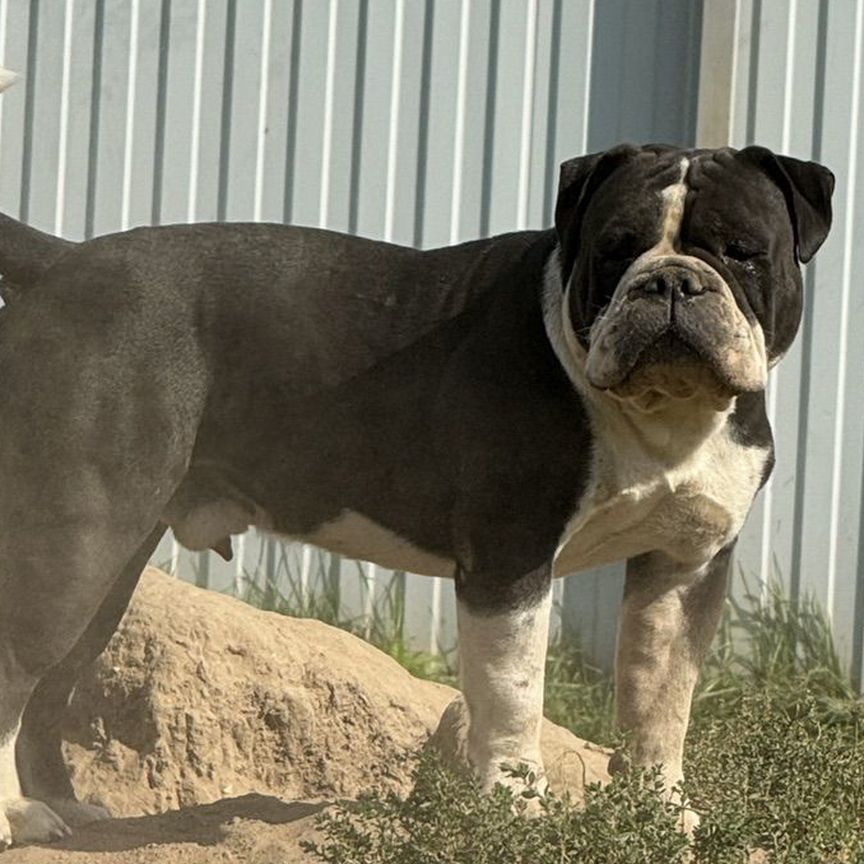 Щенки Американского бульдога