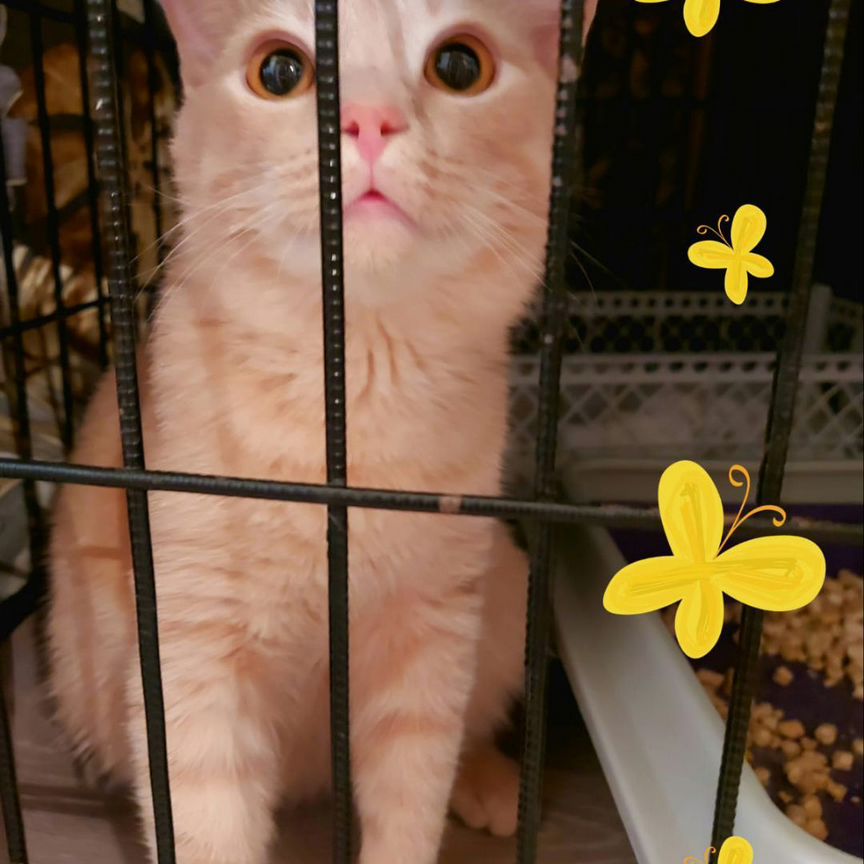 Котята подростки