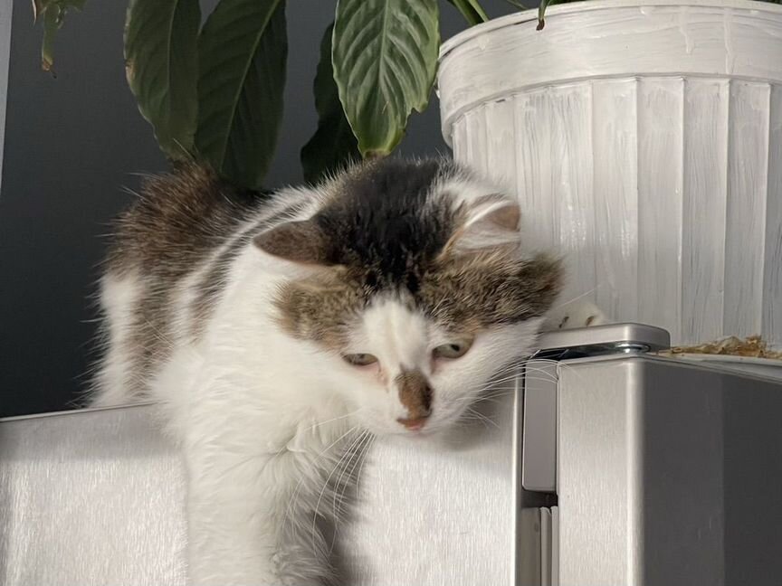 Кошка в дар бесплатно