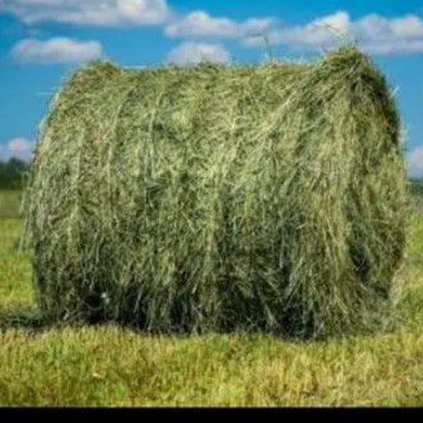 Продам сено в рулонах