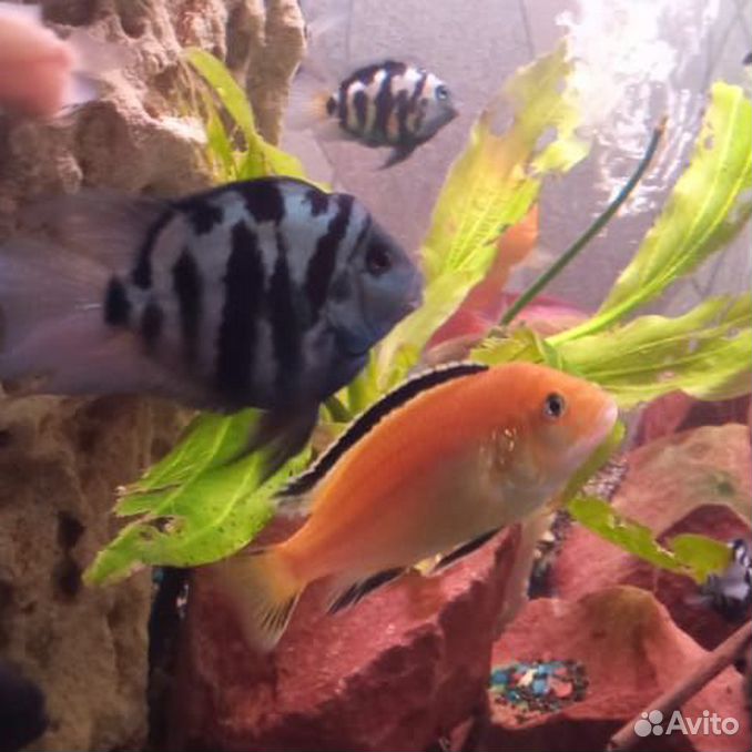 Отдам даром бесплатно