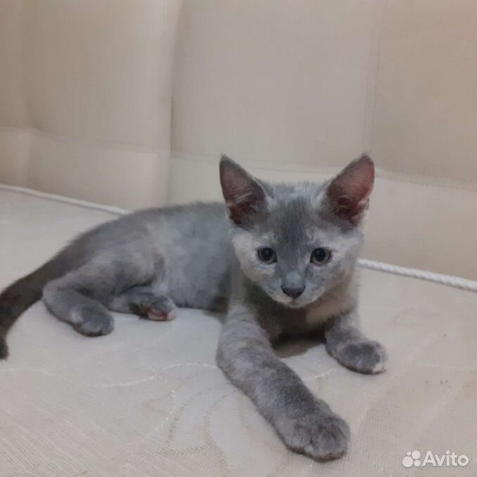 Котики отдам в добрые руки бесплатно