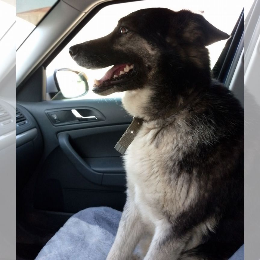 Собака в добрые руки отдам бесплатно