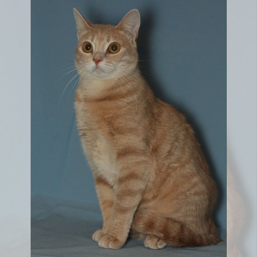 Молодая персиковая кошечка в добрые руки