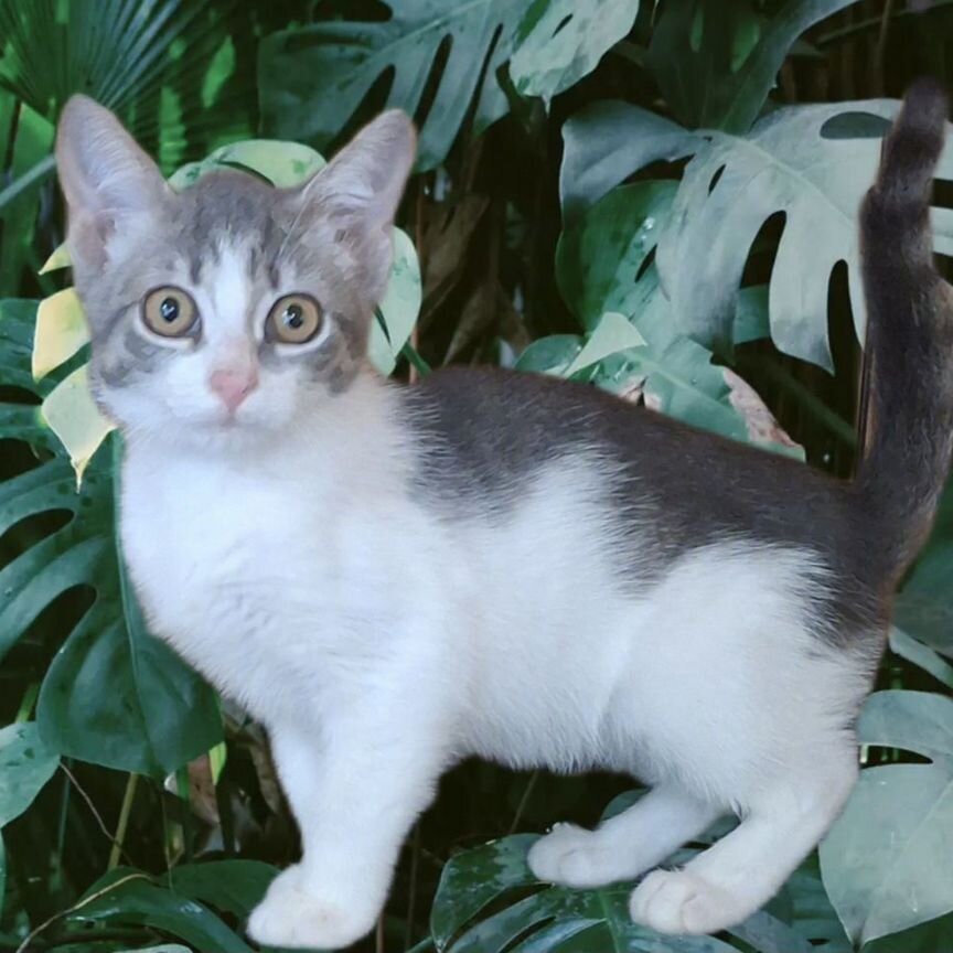 Котенок девочка хорошая