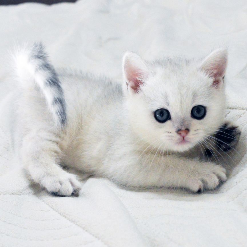 Шотландский прямоухий короткошёрстный котёнок