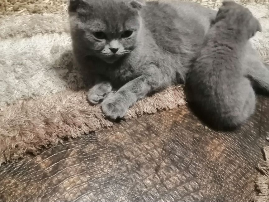 Шотландские вислоухие котята