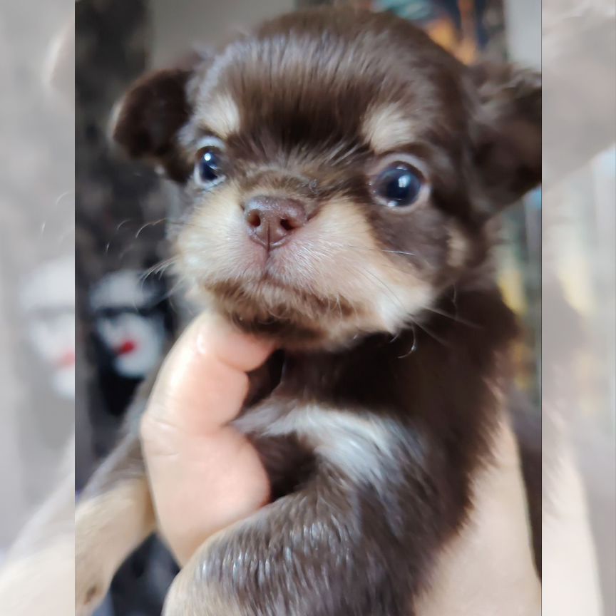 Чихуахуа, щенок