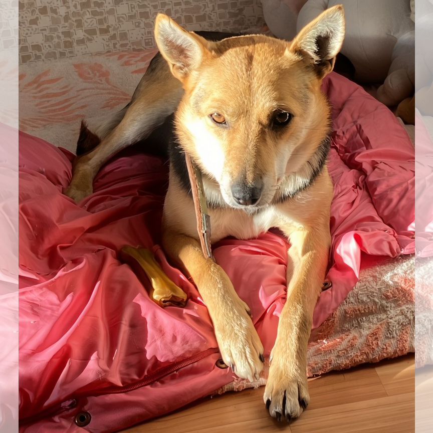 Взрослая собака в добрые руки