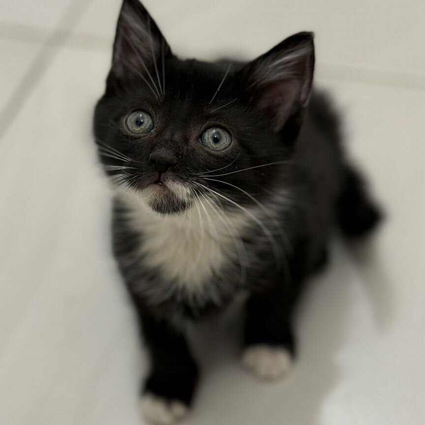 Котёнок в добрые руки