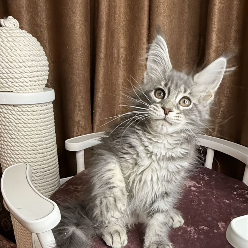 Мейн-кун котёнок