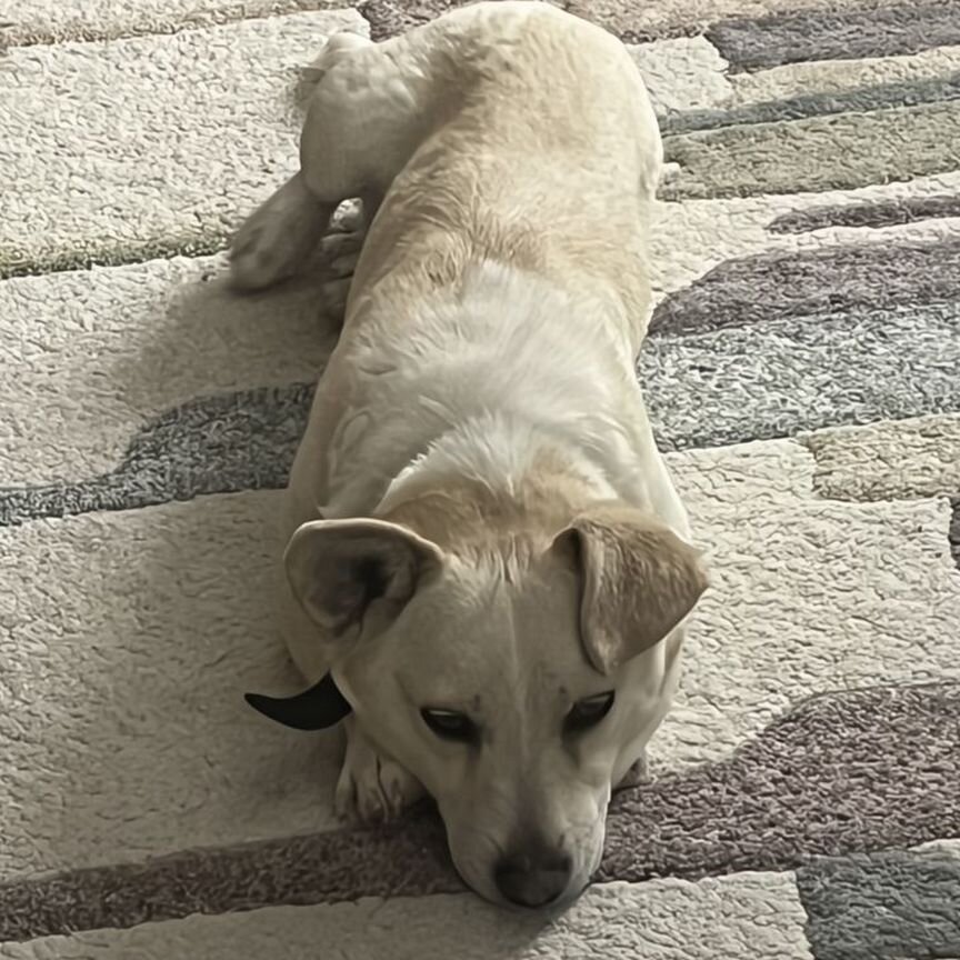 Джек-рассел-терьер, взрослый пёс