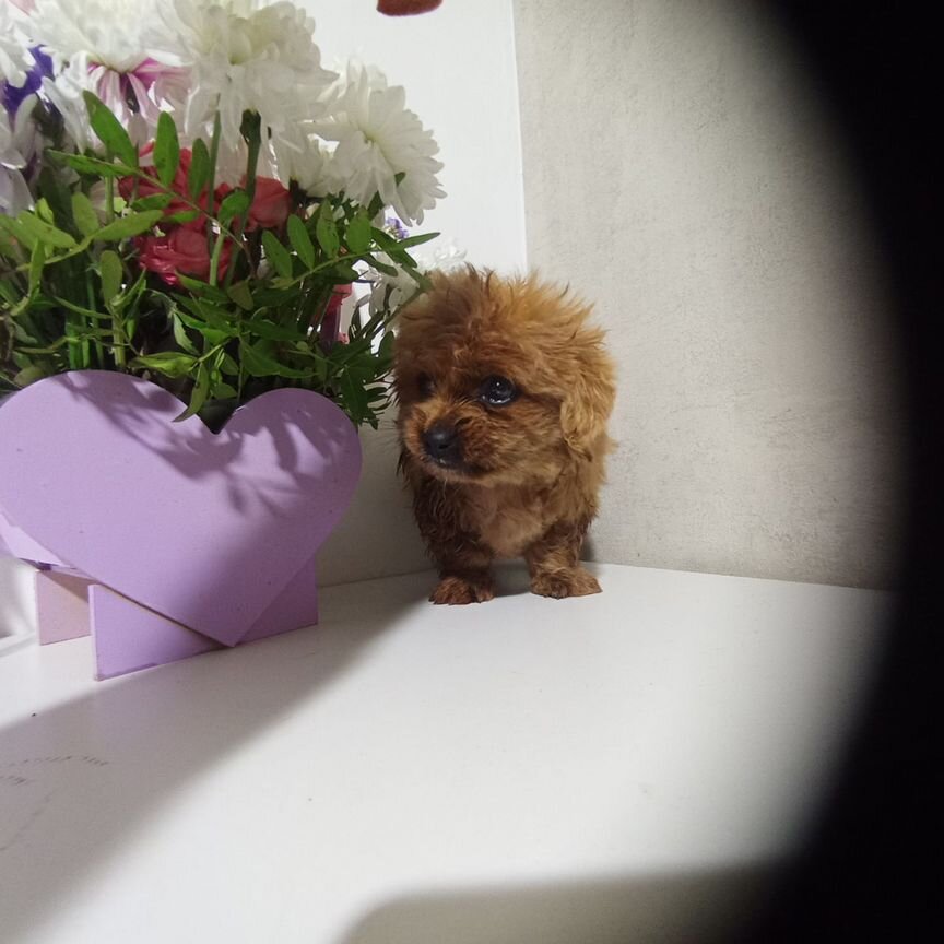 Мальтипу Ф1