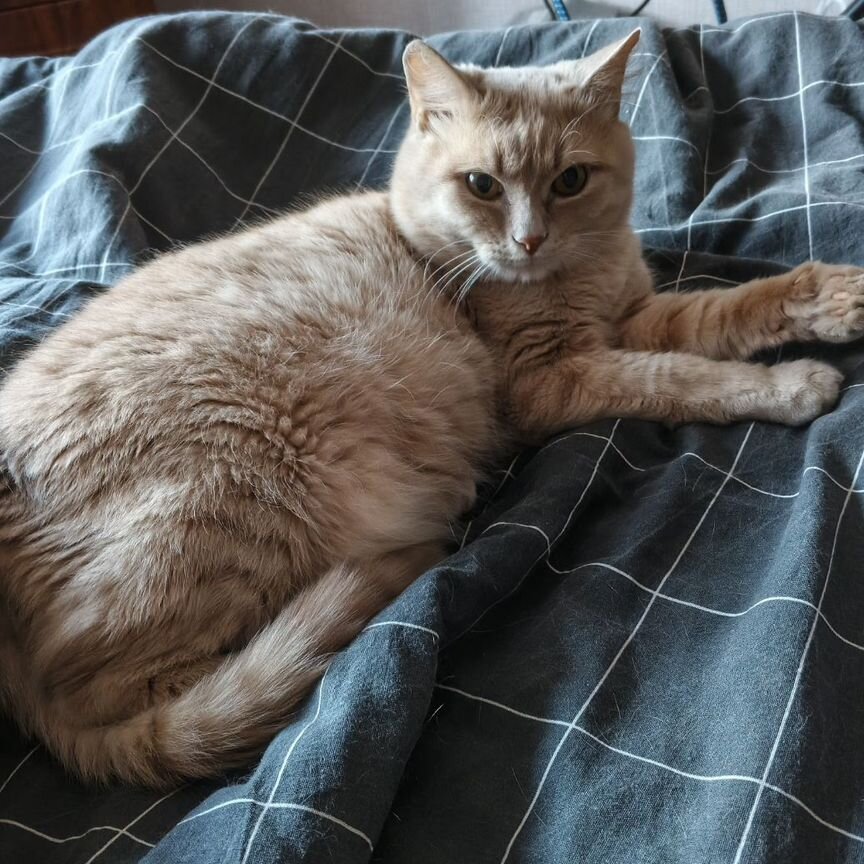 Сибирский, взрослый кот