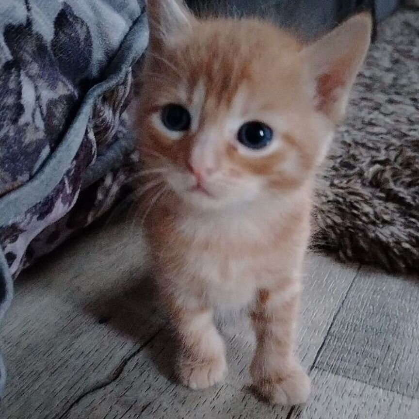 Котёнок в добрые руки