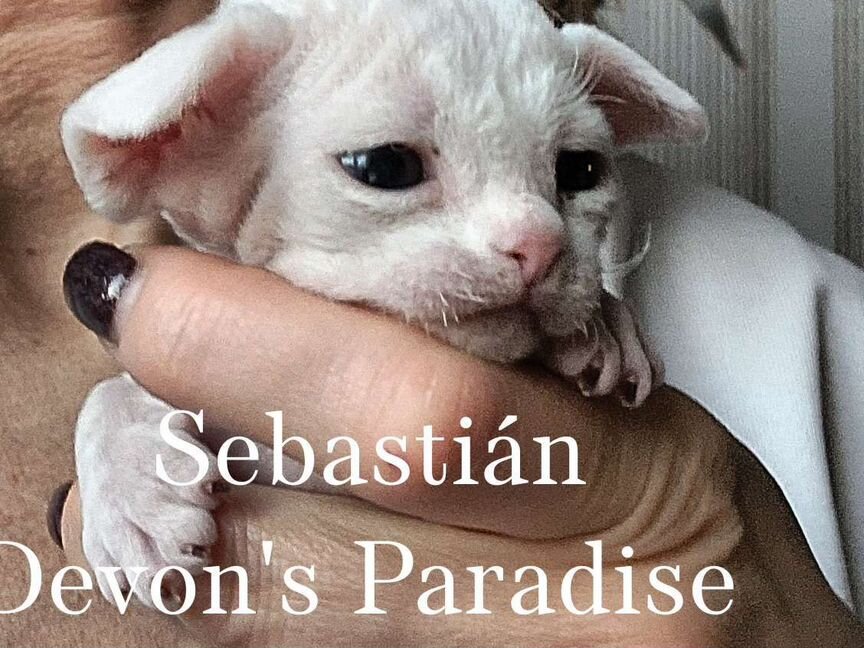 Котята девон-рекс